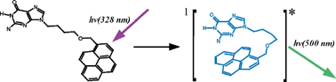Exciplex formation between pyrene and guanine in highly polar solvents ...