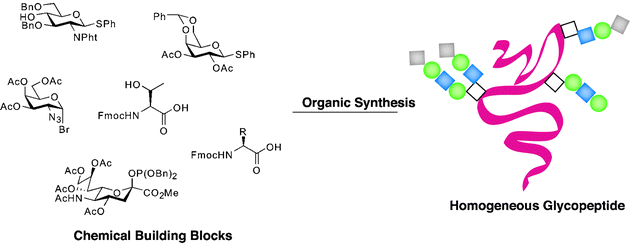 Synthetic glycopeptides and glycoproteins as tools for biology ...
