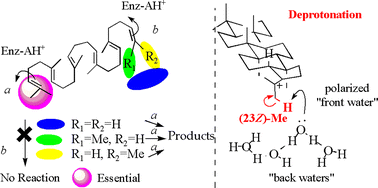Squalene–hopene cyclase: final deprotonation reaction, conformational ...