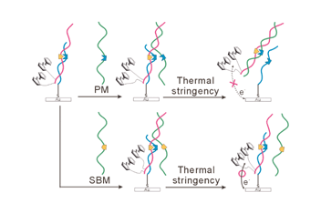 Washing-free electrochemical DNA detection using double-stranded probes ...