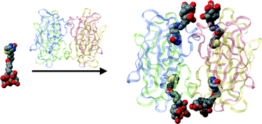 Probing the interaction of the biotin–avidin complex with the ...