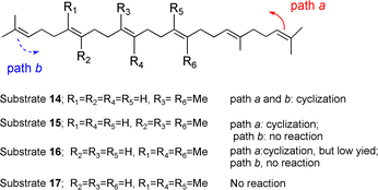 Squalene–hopene cyclase: insight into the role of the methyl group on ...