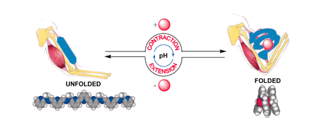 Reversible folding/unfolding of linear molecular strands into helical ...