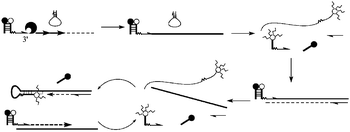 Real-time detection of telomerase activity utilizing duplex scorpion ...