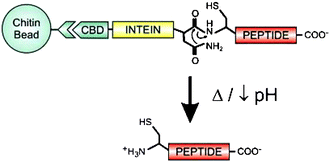 Intein-mediated purification of a recombinantly expressed peptide ...