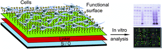 Functional glass slides for in vitro evaluation of interactions between ...