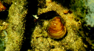 Biomonitoring of tin and arsenic in different compartments of a limnic ...