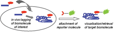 Bioorthogonal organic chemistry in living cells: novel strategies for ...