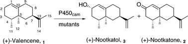 Biotransformation of the sesquiterpene (+)-valencene by cytochrome ...