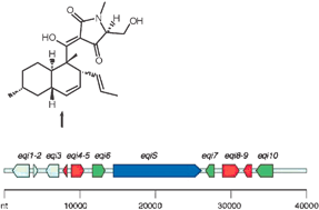 Equisetin biosynthesis in Fusarium heterosporum - Chemical ...