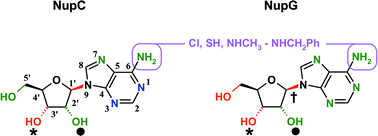 The nucleoside transport proteins, NupC and NupG, from Escherichia coli ...