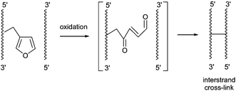 Fine-tuning furan toxicity: fast and quantitative DNA interchain cross ...