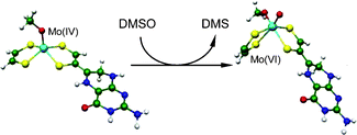 Promotion of oxygen atom transfer in Mo and W enzymes by bicyclic forms ...