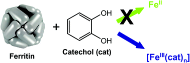 Catechol releases iron(iii) from ferritin by direct chelation without ...