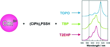 EXAFS and time-resolved laser fluorescence spectroscopy (TRLFS ...