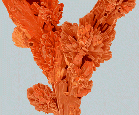 Complex morphology in a simple chemical system - Chemical ...