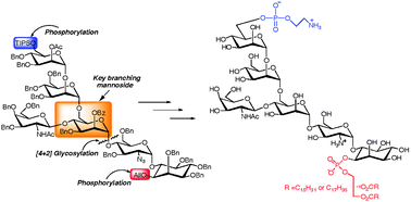 Total syntheses of fully lipidated glycosylphosphatidylinositol anchors ...