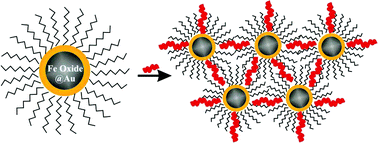 Iron oxide–gold core–shell nanoparticles and thin film assembly ...