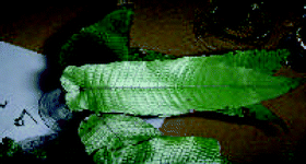 Preliminary study of the enrichment and fractionation of REEs in a ...