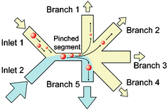 Continuous particle separation in a microchannel having asymmetrically ...