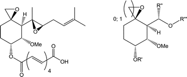 Synthesis and biological evaluation of novel fumagillin and ovalicin ...