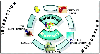 Study of mercury–selenium interaction in chicken liver by size ...