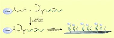 Synthesis of covalent DNA–protein conjugates by expressed protein ...