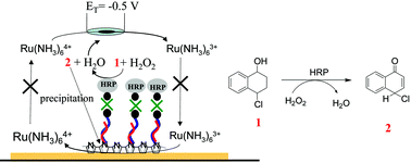Imaging of DNA hybridization on microscopic polypyrrole patterns using ...