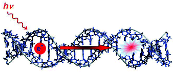 Electron transfer processes in DNA: mechanisms, biological relevance ...