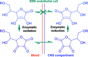 Enhanced delivery of γ-secretase inhibitor DAPT into the brain via an ...