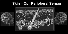 Biochemistry of human skin—our brain on the outside - Chemical Society ...