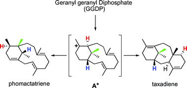 Proposed mechanism for diterpene synthases in the formation of ...