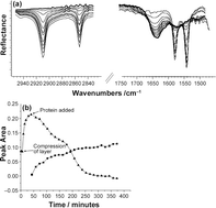 Protein–lipid interactions at the air/water interface - Physical ...