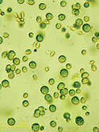 Photosynthesis: a blueprint for solar energy capture and biohydrogen ...