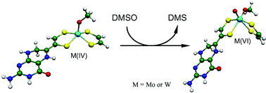The nature and function of the catalytic centres of the DMSO reductases ...