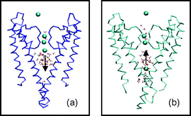 Role of water molecules in the KcsA protein channel by molecular ...