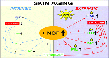 Photodamage to the cutaneous sensory nerves: role in photoaging and ...