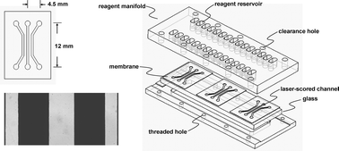 A three-channel microfluidic device for generating static linear ...