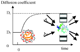 Diffusion coefficients as a monitor of reaction kinetics of biological ...