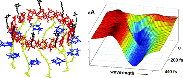 Energy transfer in photosynthesis: experimental insights and ...