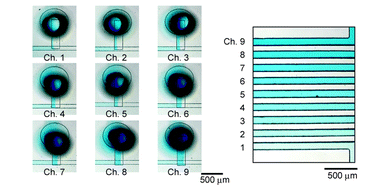 A microfluidic flow distributor generating stepwise concentrations for ...