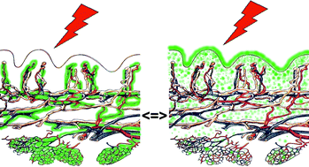 Photodynamic therapy with 5-aminolevulinic acid induces distinct ...