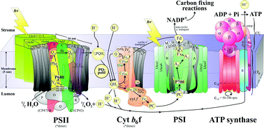 Guest Editorial - Photochemical & Photobiological Sciences (RSC Publishing)