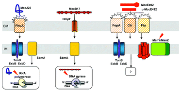 Microcins, gene-encoded antibacterial peptides from enterobacteria ...