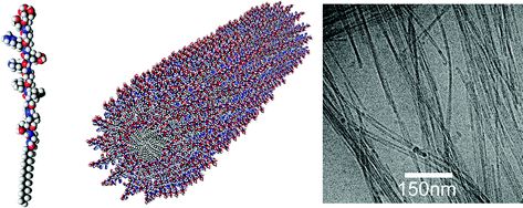 Biomimetic self-assembled nanofibers - Soft Matter (RSC Publishing)