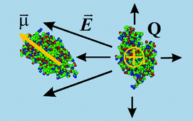 Intermolecular electrostatic interactions and Brownian tumbling in ...