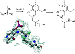 Suicide inhibition of α-oxamine synthases: structures of the covalent ...