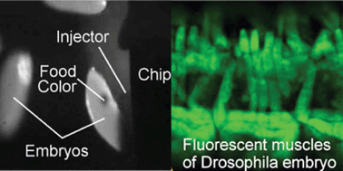 Drosophila Embryo Injection