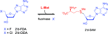 Substrate specificity in enzymatic fluorination. The fluorinase from ...