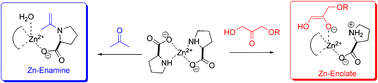 Dual mechanism of zinc-proline catalyzed aldol reactions in water ...